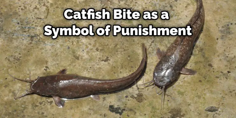 Catfish Bite After Death Meaning, Symbolism, and Totem
