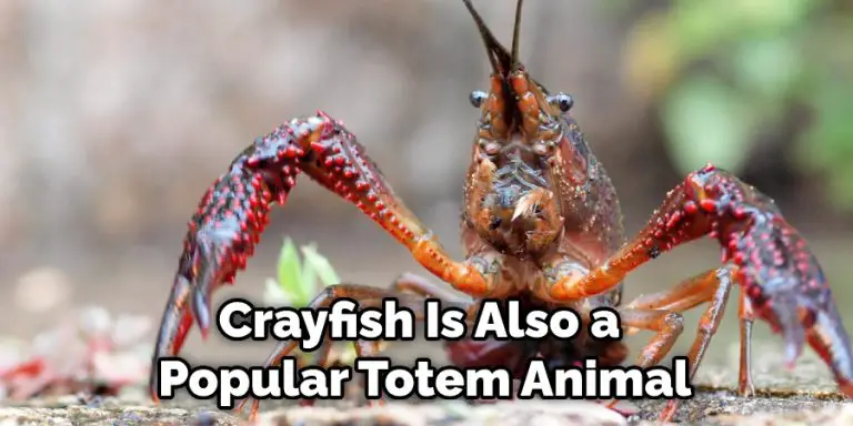 Crayfish Spiritual Meaning, Symbolism, and Totem | (2026)