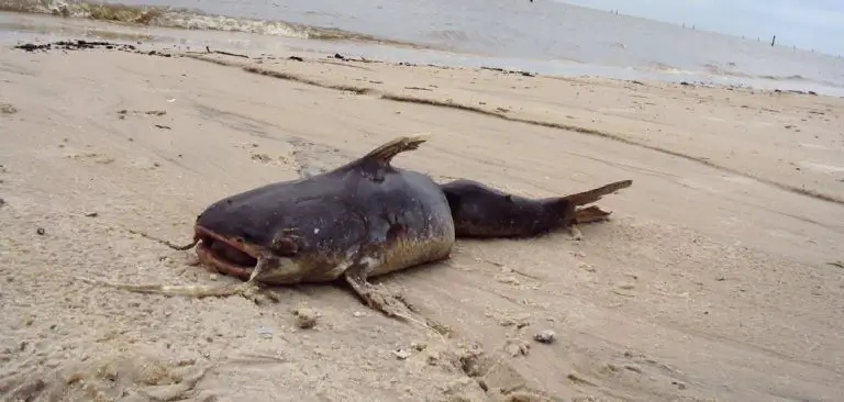 Dead Catfish Spiritual Meaning, Symbolism, and Totem (2025)