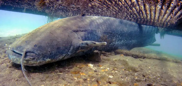 Dream of Catfish Meaning | Detailed Explanation (2026)