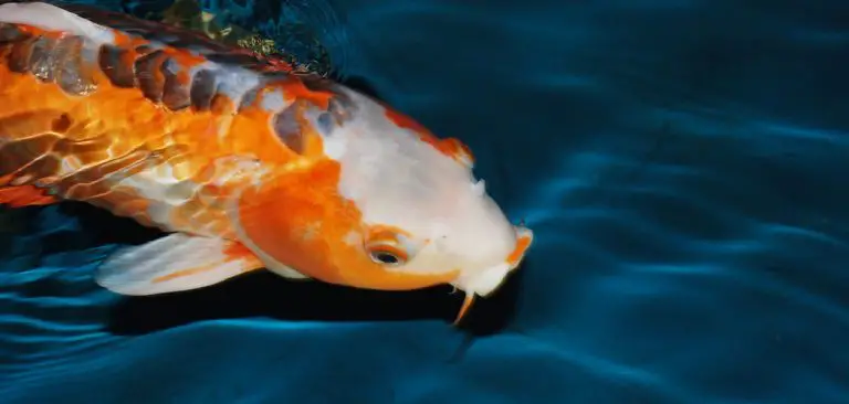 Koi Fish Spiritual Meaning, Symbolism, and Totem | Explained