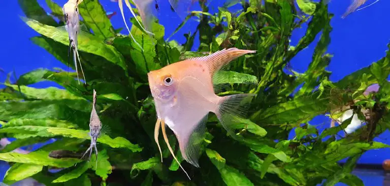 Neon Pink Angelfish Meaning, Symbolism, and Totem | (2024)