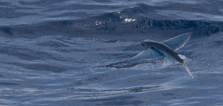 Pet Flying Fish Spiritual Meaning, Symbolism, and Totem (2025)