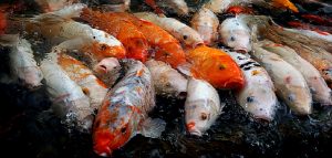 Prophetic Spiritual Meaning of Fish, Symbolism, and Totem
