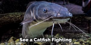 Dream of Catfish Meaning | Detailed Explanation (2026)