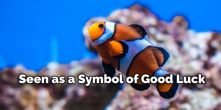 Clown Fish Spiritual Meaning, Symbolism, and Totem (2025)