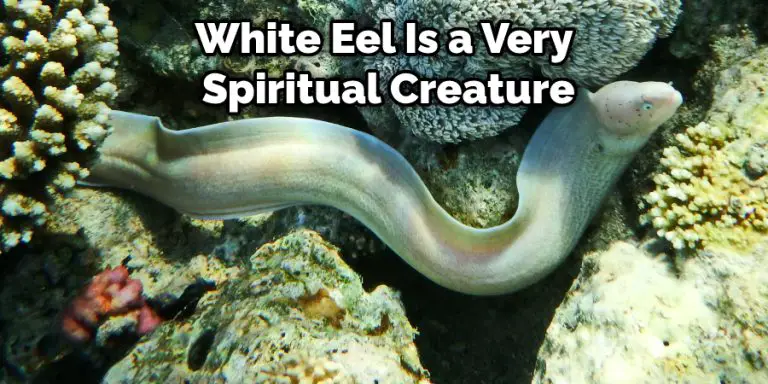 White Eel Meaning, Symbolism, and Totem | Explained (2026)