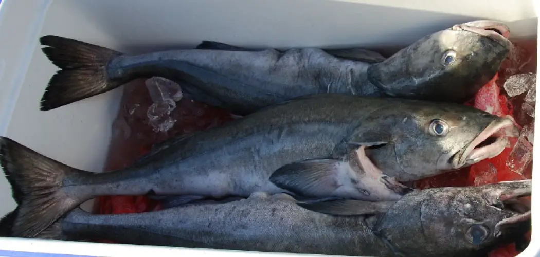 Black Codes Meaning, Symbolism, and Totem in Detail (2025)