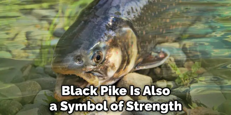 Black Pike Meaning, Symbolism, and Totem | (2025)