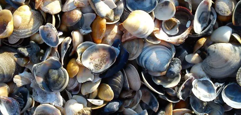 Clams Dream Meaning | Complete Guide (2025)