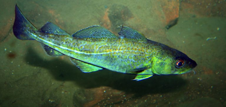 Cod Meaning, Symbolism, and Totem | Complete Explanation