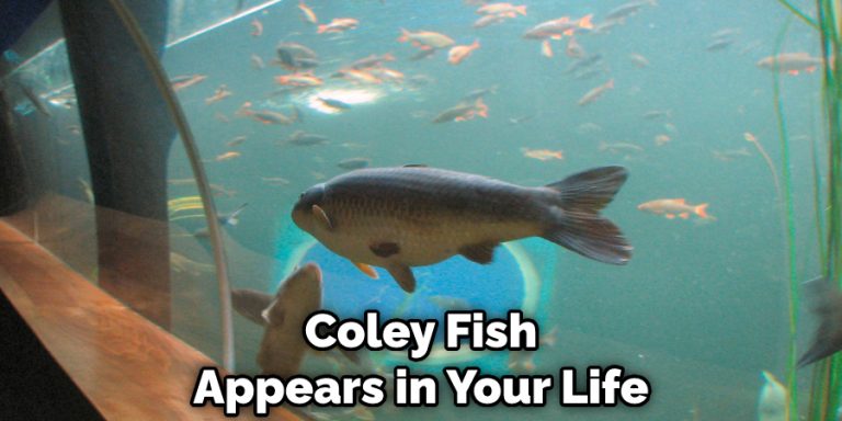 Coley Meaning, Symbolism, and Totem | Complete Guide (2025)