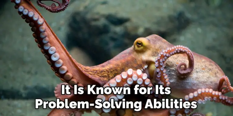 Octopus Spiritual Meaning, Symbolism, and Totem (2025)