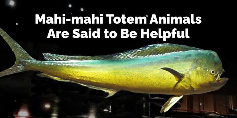 Mahi-Mahi Meaning, Symbolism, and Totem | Explaned (2025)