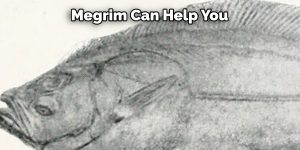 Megrim Meaning, Symbolism, and Totem | Explaned (2025)