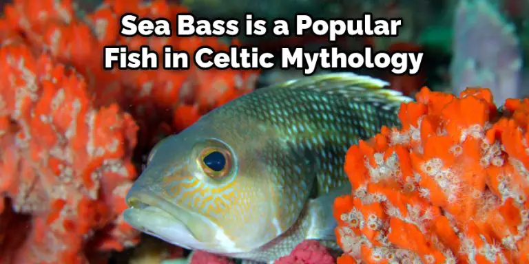Sea Bass Meaning, Symbolism, and Totem Detailed Guide (2025)