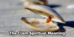 Clam Spiritual Meaning, Symbolism, and Totem | (2025)