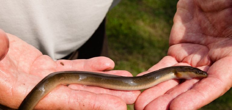 Eel Dream Meaning | Complete Guide (2026)