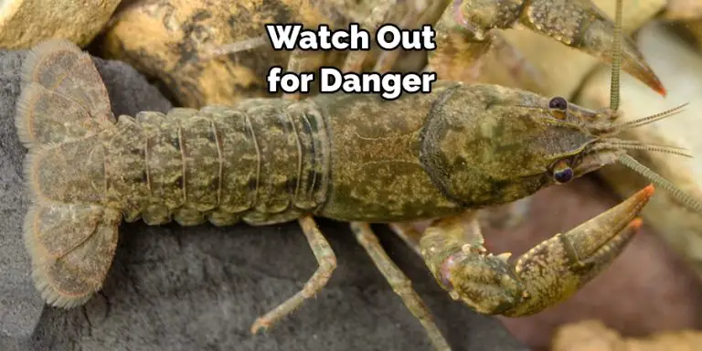 Crayfish Dream Meaning | Detailed Explanation (2026)