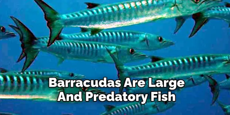 Barracudas Spiritual Meaning, Symbolism and Totem | Explained