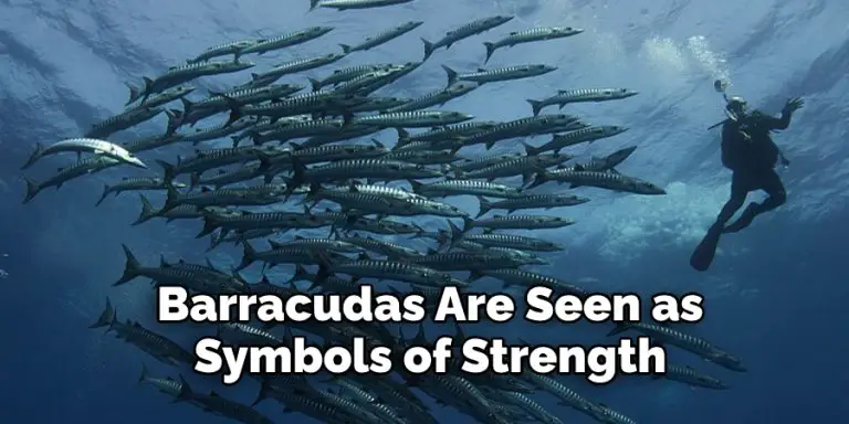 Barracudas Spiritual Meaning, Symbolism and Totem | Explained