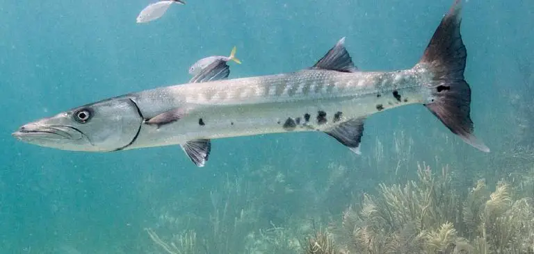 Barracudas Spiritual Meaning, Symbolism and Totem | Explained