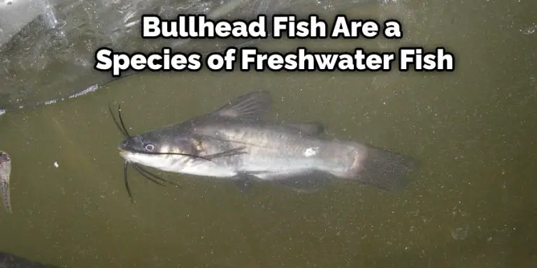Bullhead Spiritual Meaning, Symbolism and Totem | Explanation