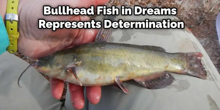 Bullhead Spiritual Meaning, Symbolism and Totem | Explanation