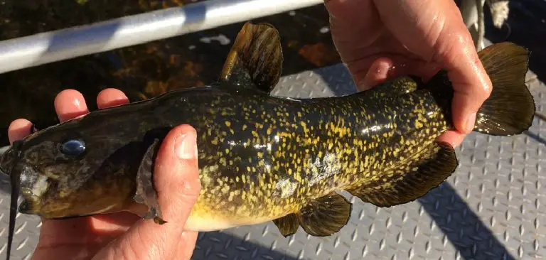 Bullhead Spiritual Meaning, Symbolism and Totem | Explanation