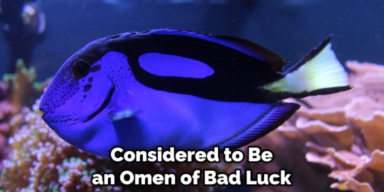 Blue Tang Spiritual Meaning, Symbolism and Totem (2025)