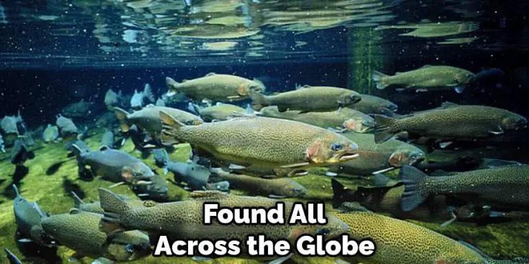 Rainbow Trout Spiritual Meaning, Symbolism and Totem (2026)