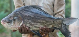 Catla Spiritual Meaning, Symbolism and Totem | Detailed Guide