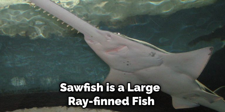 Sawfish Spiritual Meaning, Symbolism and Totem | Explained