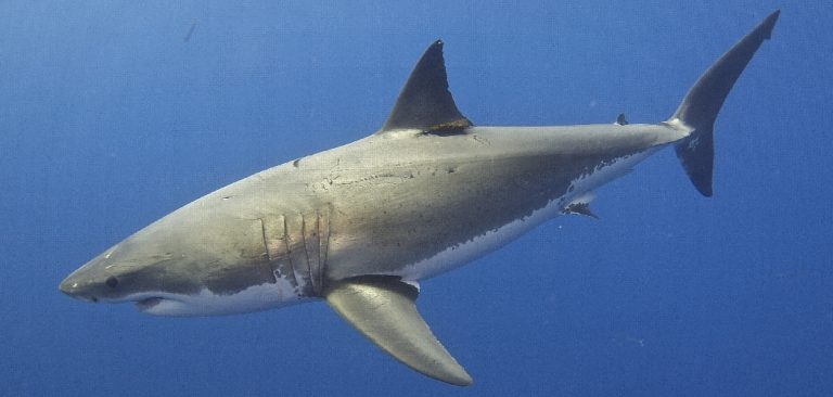 Shark Spiritual Meaning, Symbolism and Totem | Explanation