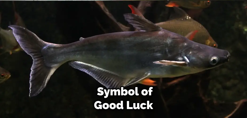 Swai Fish Spiritual Meaning, Symbolism, and Totem (2026)
