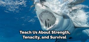 Shark Spiritual Meaning, Symbolism and Totem | Explanation