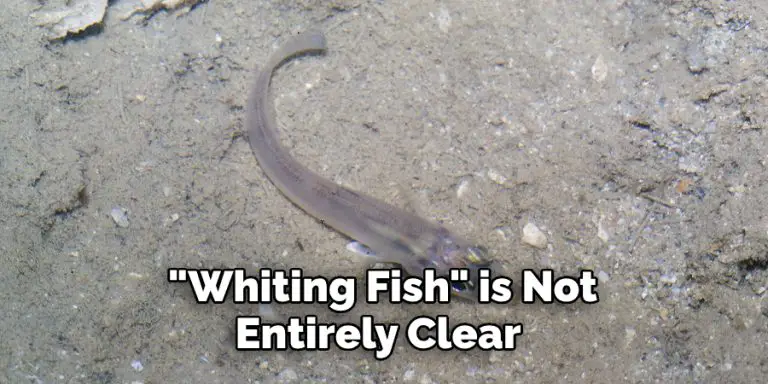 Whiting Meaning, Symbolism and Totem | Detailed Explanation