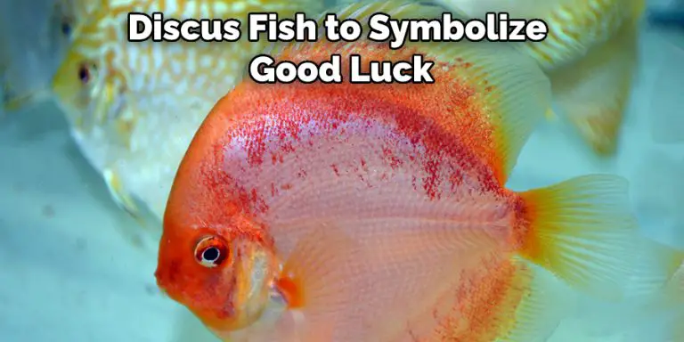 Discus Spiritual Meaning, Symbolism and Totem | Detailed Guide