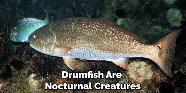 Drum Spiritual Meaning, Symbolism and Totem | Detailed Guide