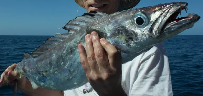 Escolar Spiritual Meaning, Symbolism and Totem | Explained