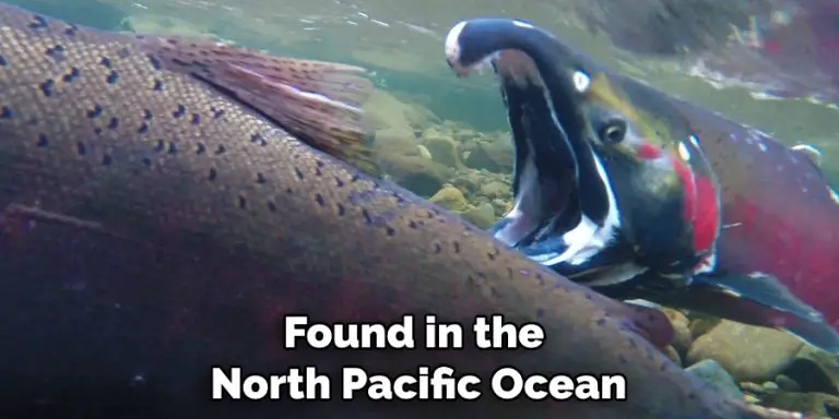 Coho Salmon Spiritual Meaning, Symbolism and Totem (2026)