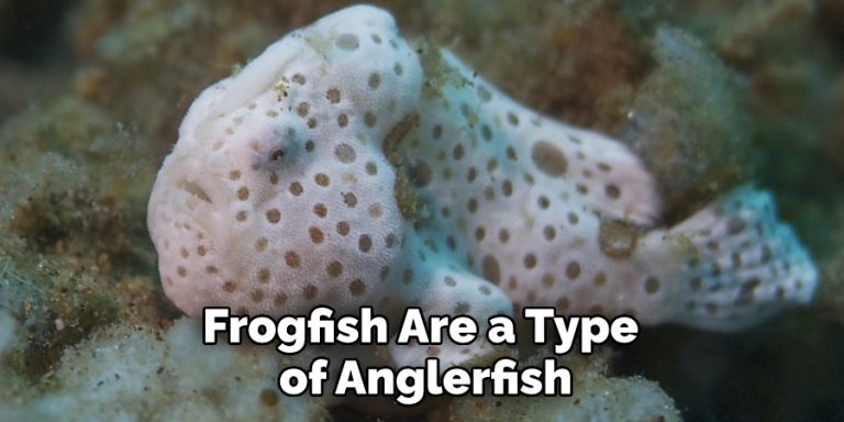 Frogfish Spiritual Meaning, Symbolism and Totem | Explanation