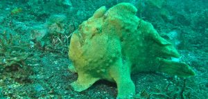 Frogfish Spiritual Meaning, Symbolism and Totem | Explanation