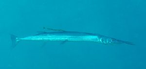 Needlefish Spiritual Meaning, Symbolism and Totem (2026)