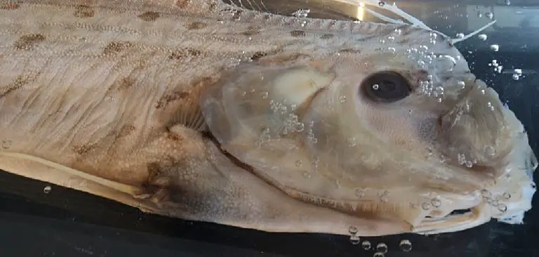 Oarfish Spiritual Meaning, Symbolism and Totem | Explanation