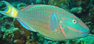 Parrotfish Spiritual Meaning, Symbolism and Totem (2026)