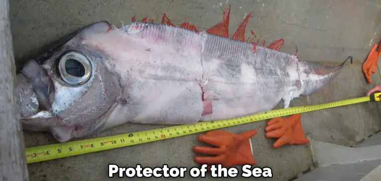 Oarfish Spiritual Meaning, Symbolism and Totem | Explanation