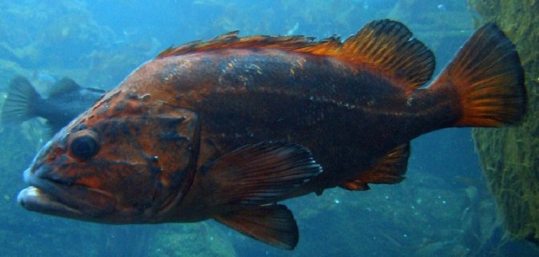 Rockfish Spiritual Meaning, Symbolism and Totem | Explained