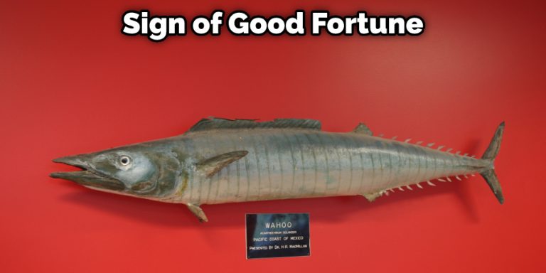 Wahoo Fish Spiritual Meaning, Symbolism and Totem (2026)