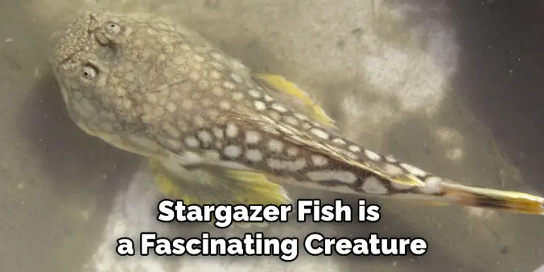 Stargazer Spiritual Meaning, Symbolism and Totem | Instructions